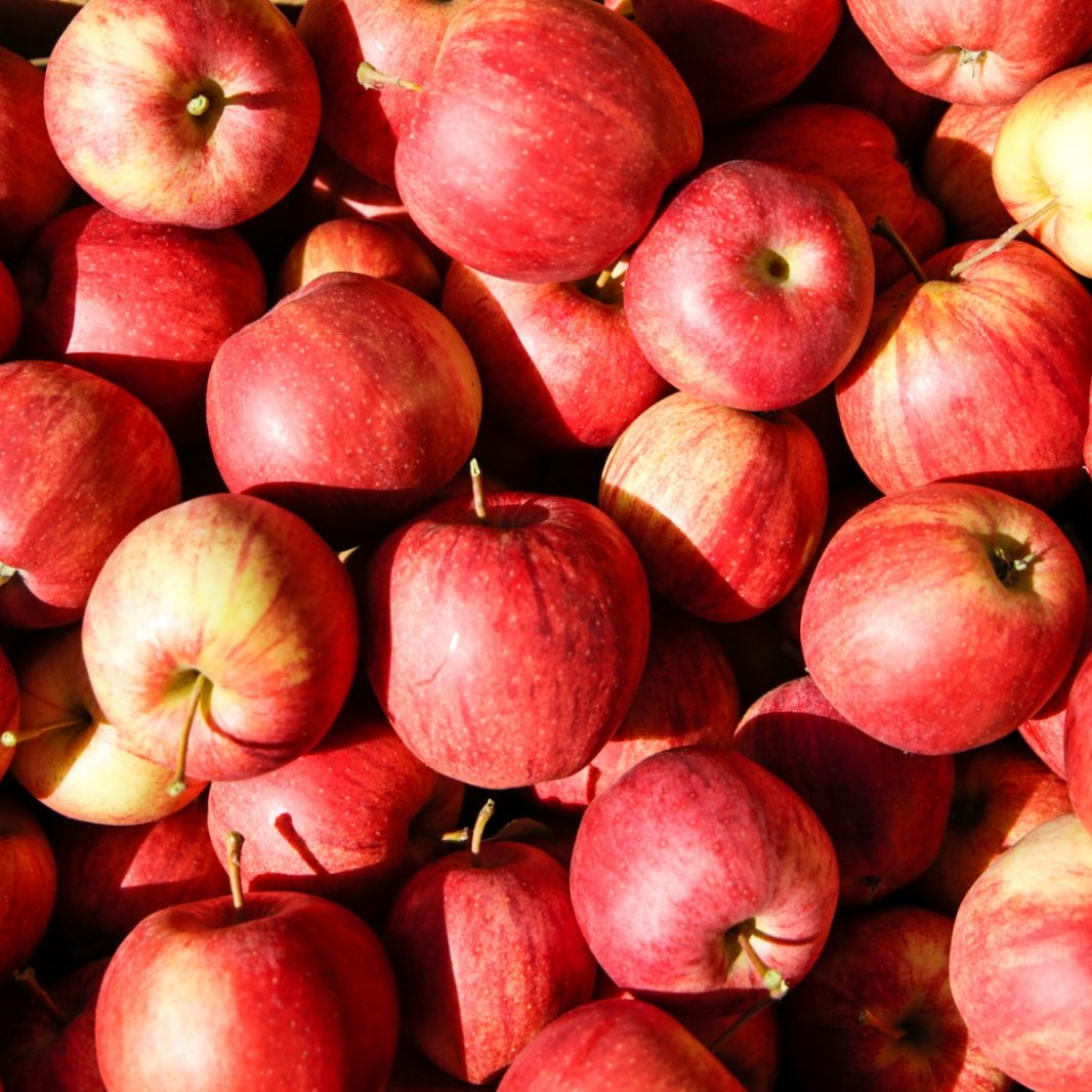 Cartons de pommes Gala - Domaine Challandes